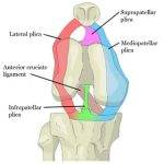 6 Best Exercises For Plica Syndrome